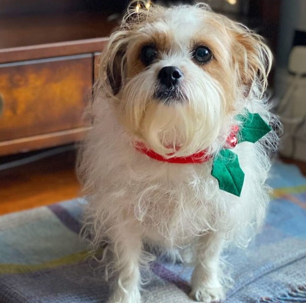 Festive Holly Dog Collar - The Brain Tumour Charity Shop