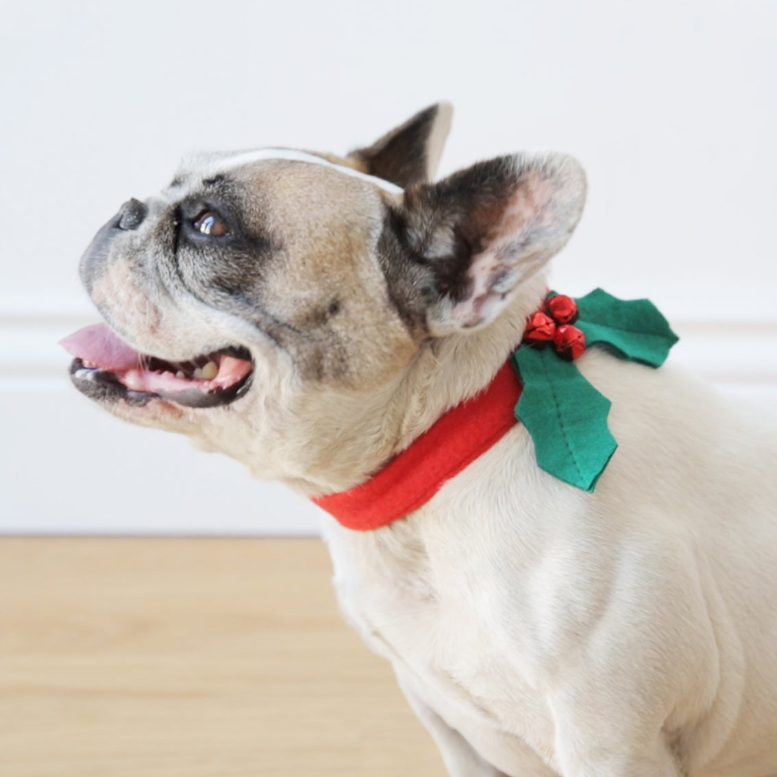 Festive Holly Dog Collar - The Brain Tumour Charity Shop